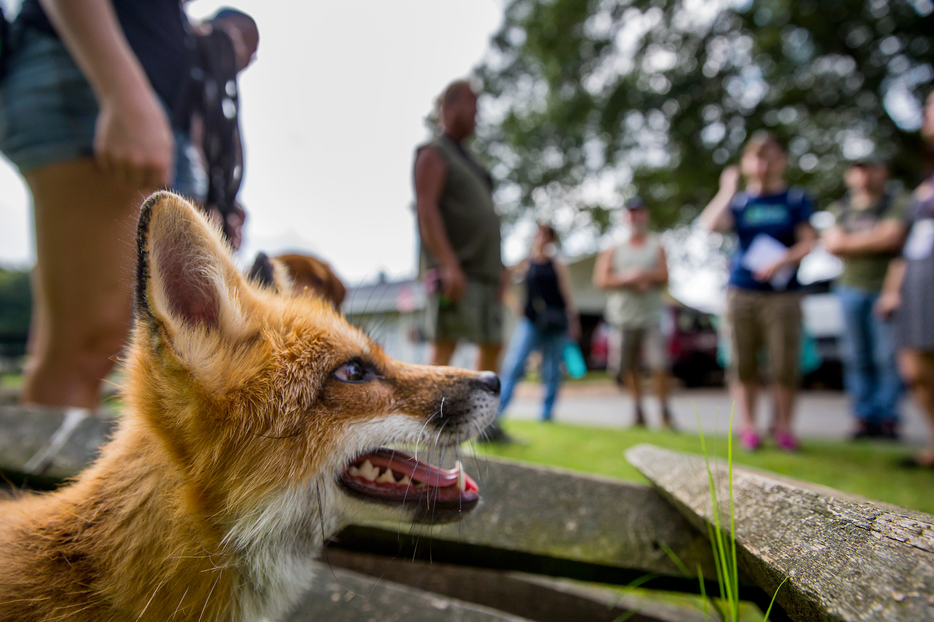 Animal logic: SCADFILM takes a tour on the wild side | SCAD.edu