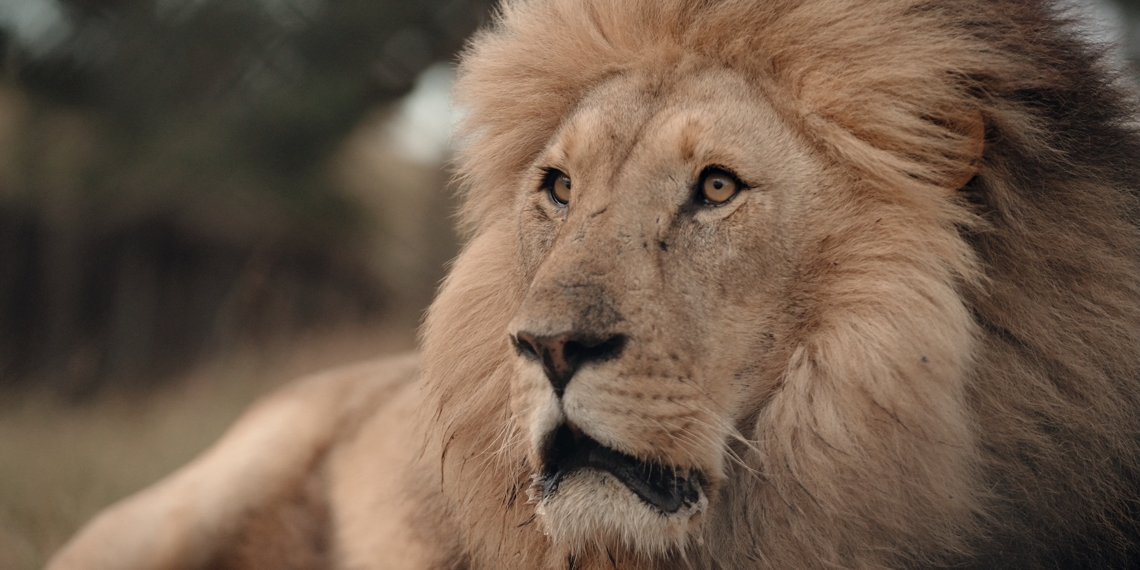 'Cornellskop': pride of lions | SCAD.edu