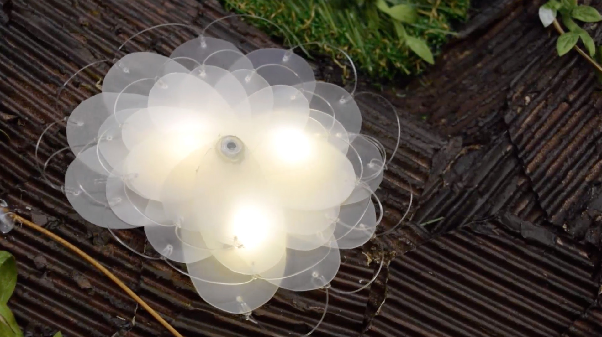 "Magic Grove: Botanicus Tyranicus" | SCAD.edu